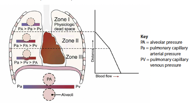 Understanding end-tidal CO2 monitoring