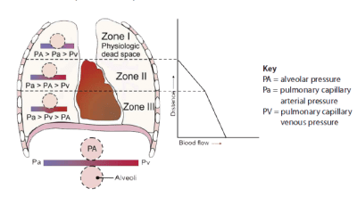 Understanding end-tidal CO2 monitoring