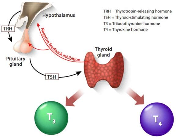Hypothyroidism and nursing care - American Nurse Today Hypothyroidism and nursing care - American Nurse Today