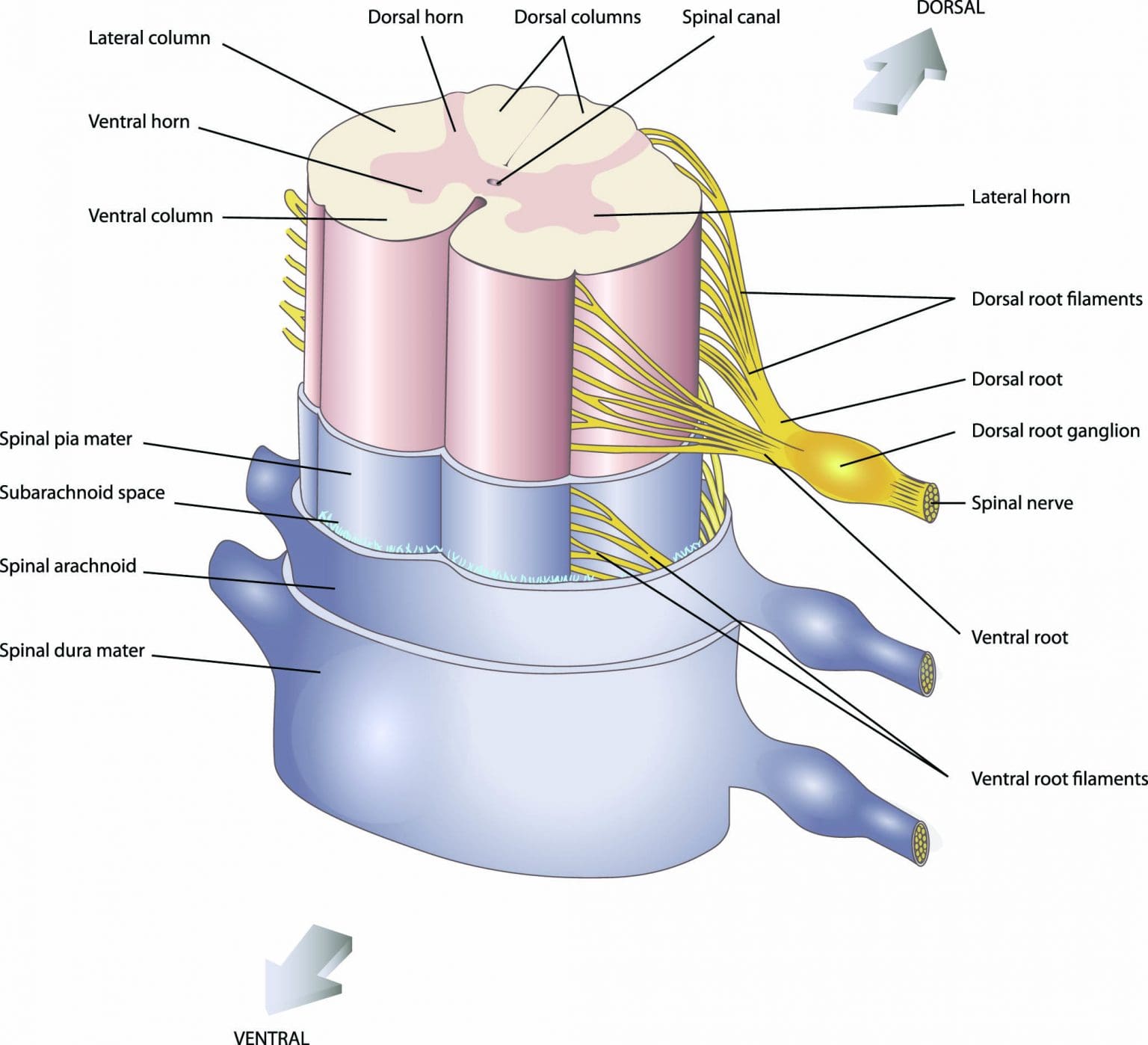 An overview of neuraxial anesthesia