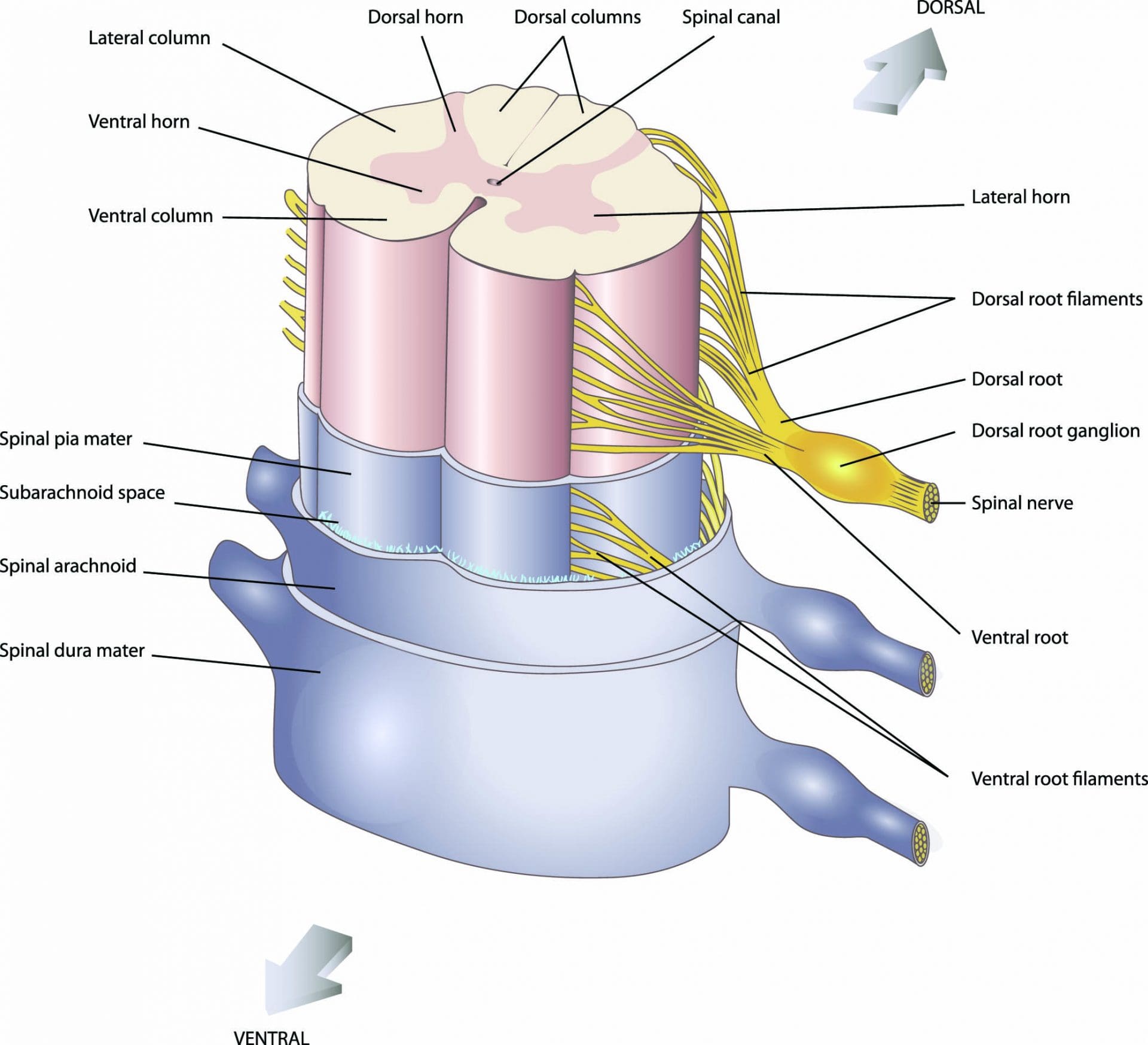 An overview of neuraxial anesthesia