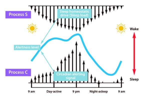 Sleep and the glymphatic system